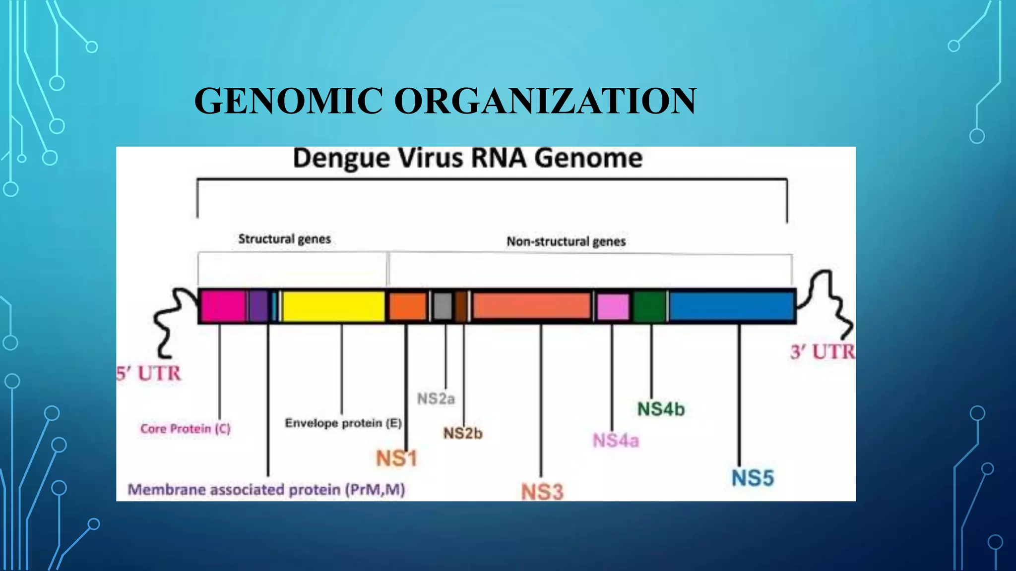 Dengue Virus: Genomic Insights, Pathogenic Mechanisms, and Therapeutic ...