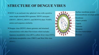 Dengue Virus: Genomic Insights, Pathogenic Mechanisms, and Therapeutic ...