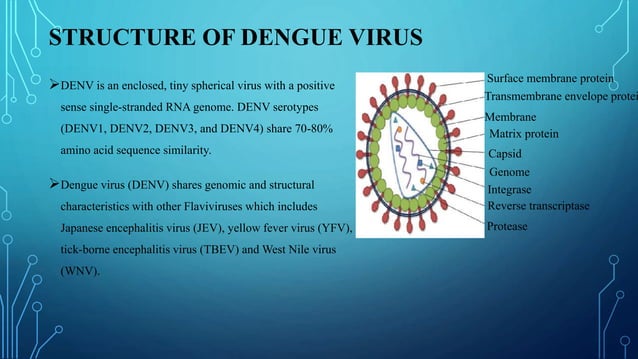 Dengue Virus: Genomic Insights, Pathogenic Mechanisms, and Therapeutic ...