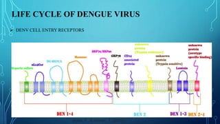 Dengue Virus: Genomic Insights, Pathogenic Mechanisms, and Therapeutic ...