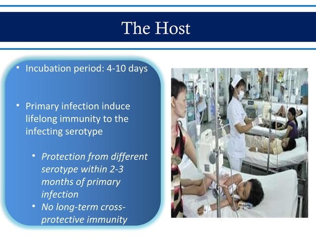 Dengue who_protocol | PPT | Infectious Diseases | Diseases and Conditions