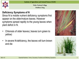 Denitrification | PPTX