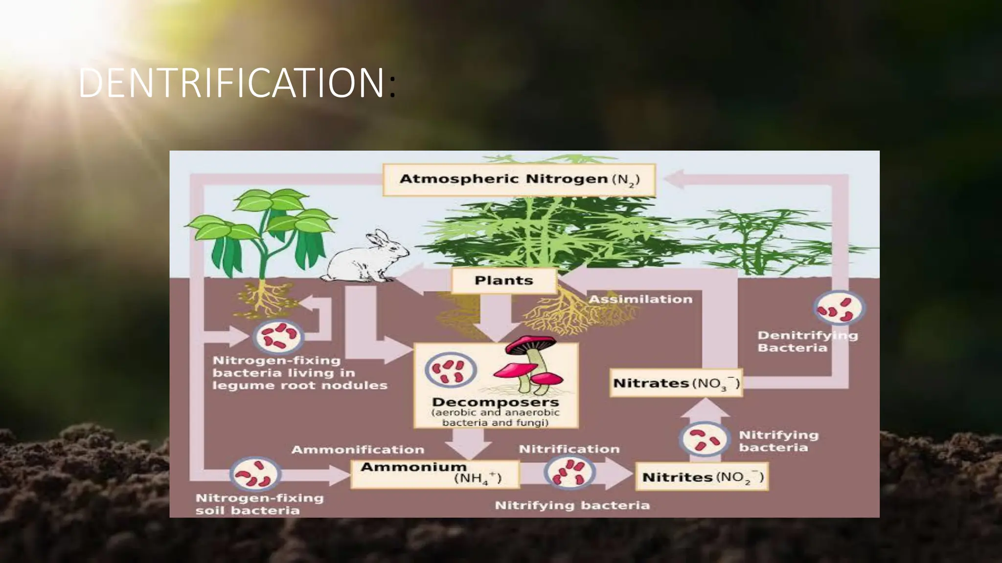 DENITRIFICATION REACTION - SOIL MICROBIOLOGY.pdf