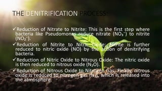 DENITRIFICATION REACTION - SOIL MICROBIOLOGY.pdf