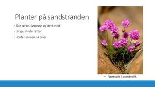 Den lange kysten (arter) | PPTX