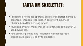 Den magiske kroppen - Skjelettet | PPTX