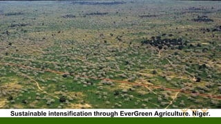 Farming Systems Approaches for Sustainable Intensification:Science and ...