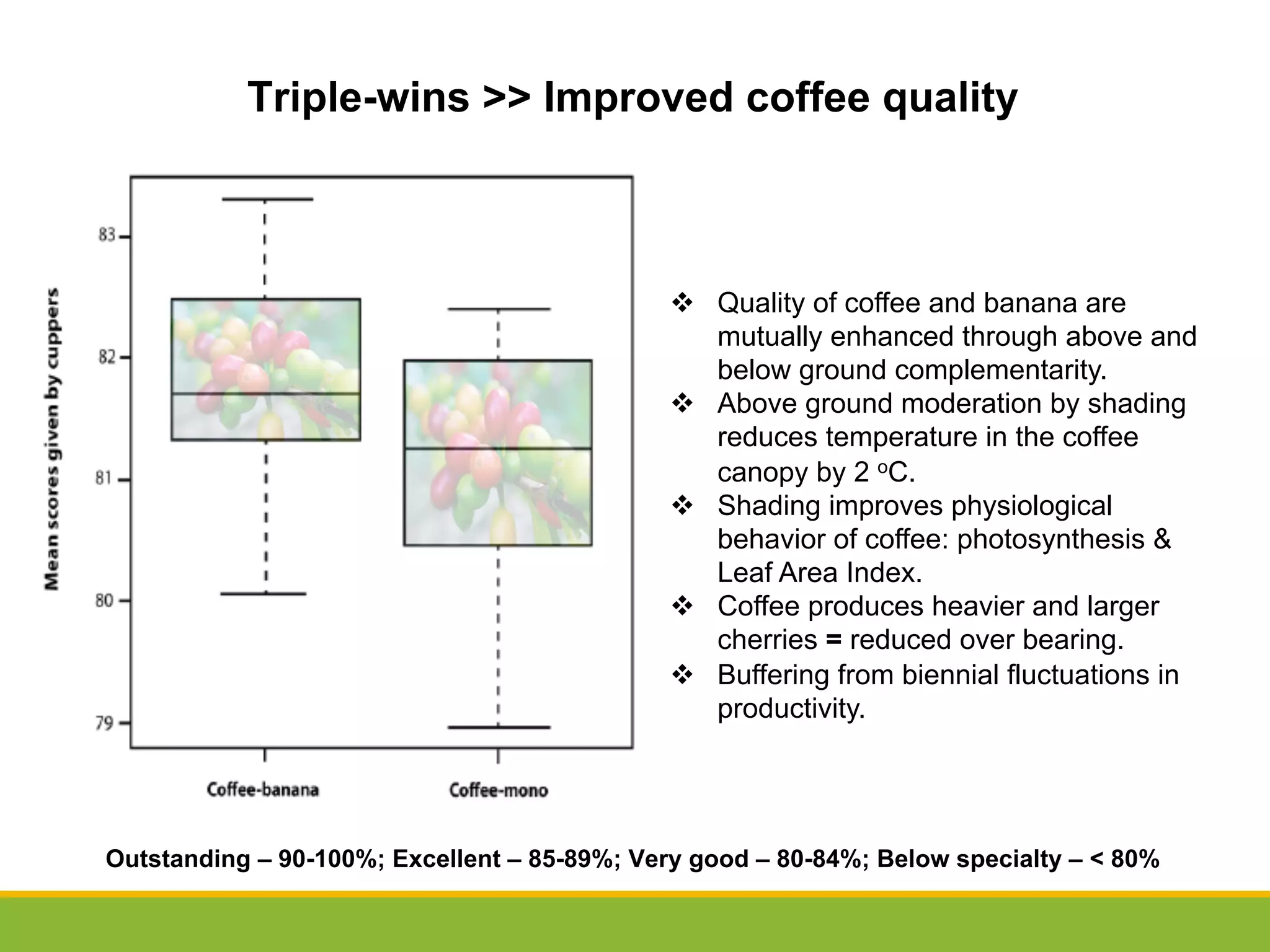 Coffee Banana Intercropping: An Intimate Relationship with Triple Wins ...