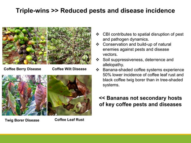 Coffee Banana Intercropping: An Intimate Relationship with Triple Wins ...