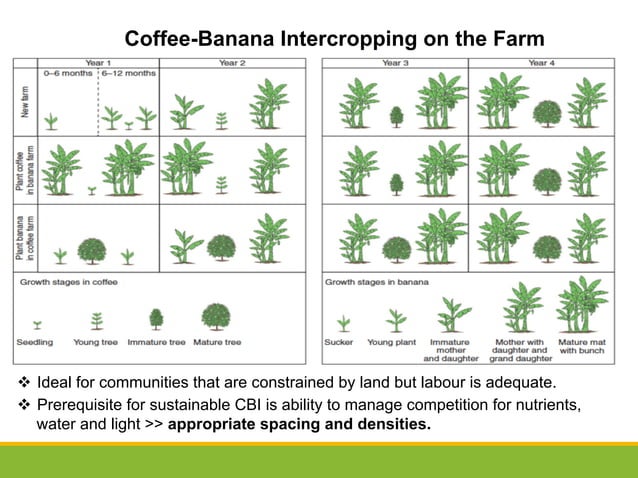 Coffee Banana Intercropping: An Intimate Relationship with Triple Wins ...