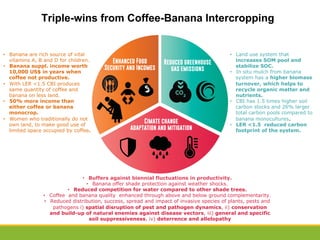 Coffee Banana Intercropping: An Intimate Relationship with Triple Wins ...
