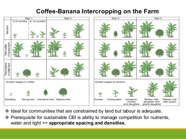 Coffee Banana Intercropping: An Intimate Relationship with Triple Wins