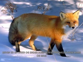 Den Norske Skogens Dyr (riktig) | PPT