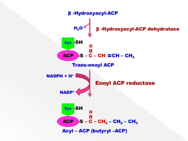 De novo fatty acid synthesis (Palmitic acid) | PPTX