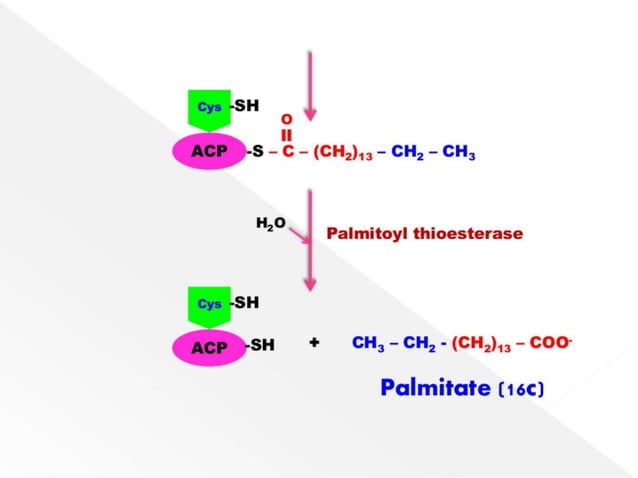 De novo fatty acid synthesis (Palmitic acid) | PPTX