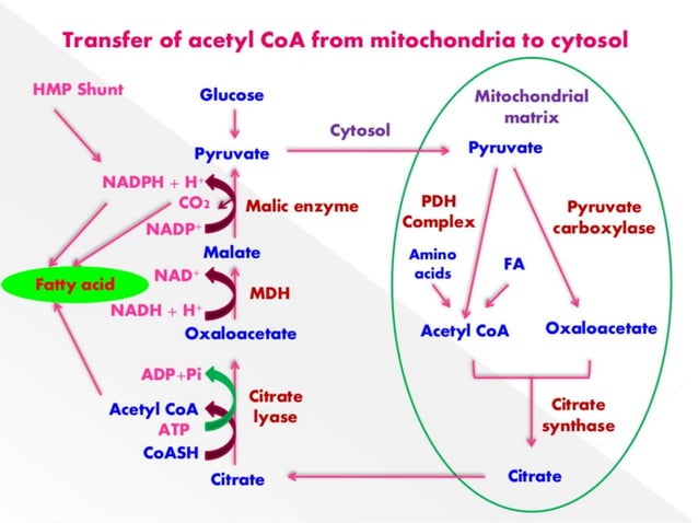 De novo fatty acid synthesis (Palmitic acid) | PPTX