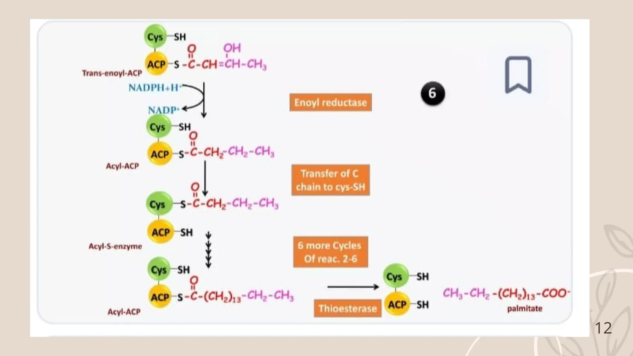 DE NOVO SYNTHESIS of fats useful in mbbs biochemistry | PPT