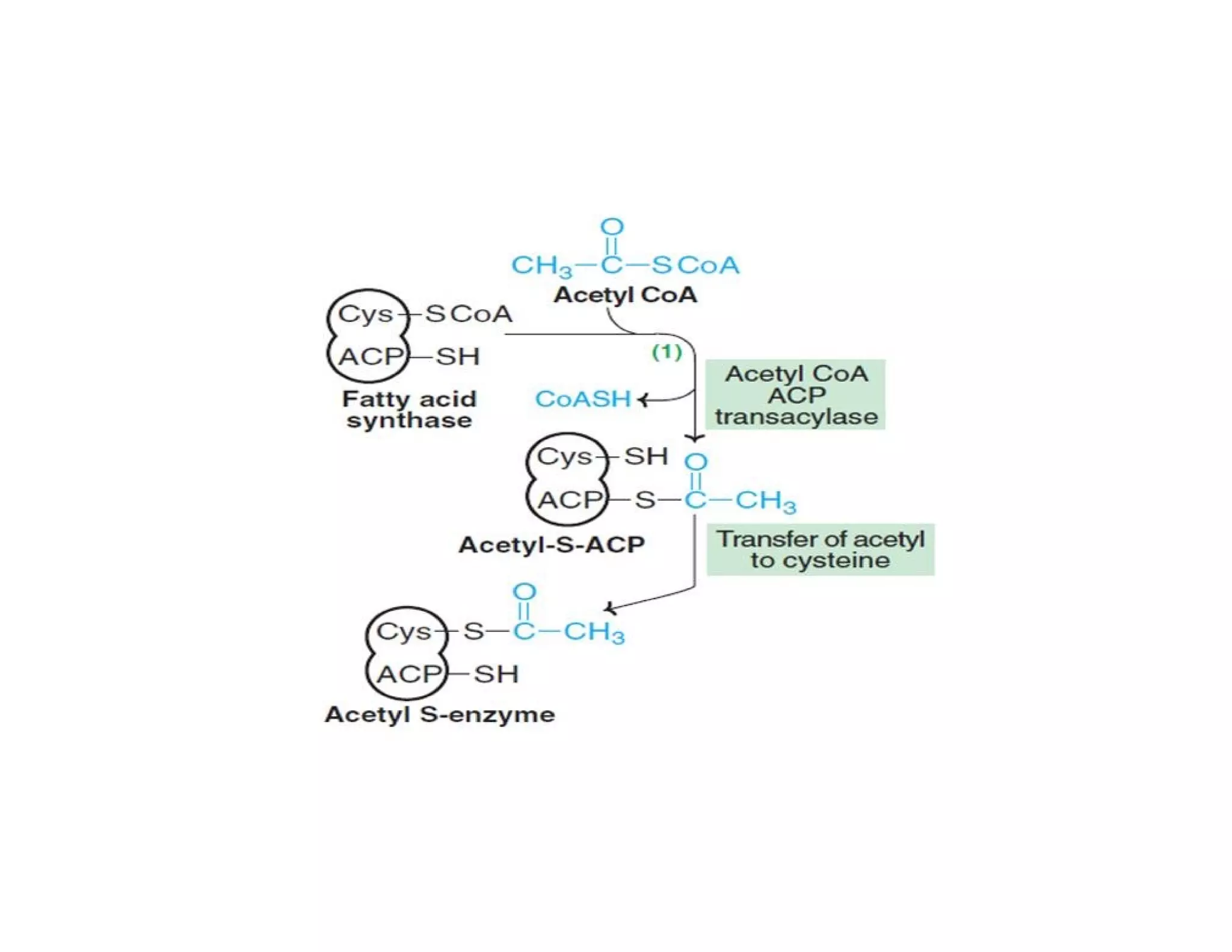 De Novo Synthesis of fatty acids | Biosynthesis Of Fatty Acids | | PDF