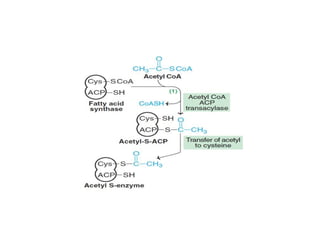 De Novo Synthesis of fatty acids | Biosynthesis Of Fatty Acids | | PDF