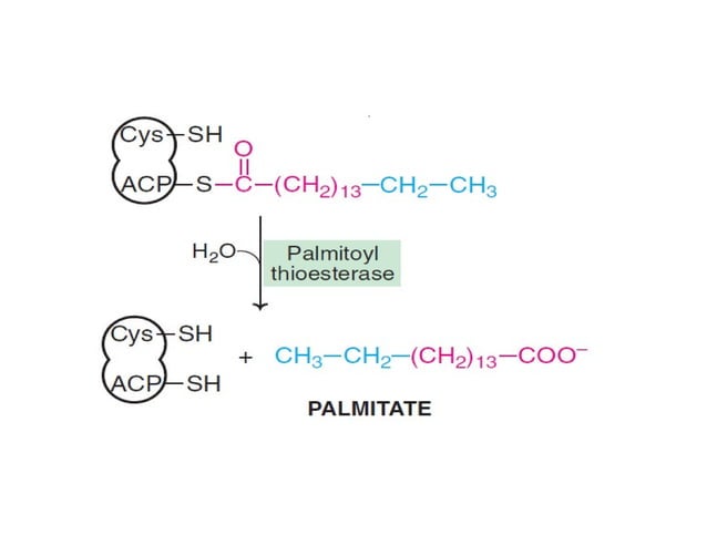De Novo Synthesis of fatty acids | Biosynthesis Of Fatty Acids | | PDF