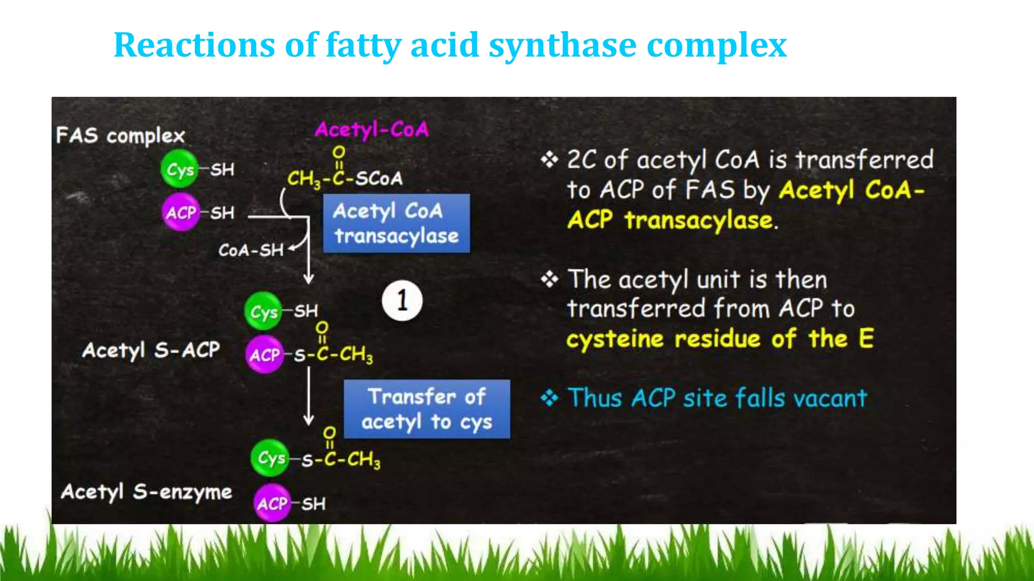 Denovo synthesis of fatty acids | PPTX