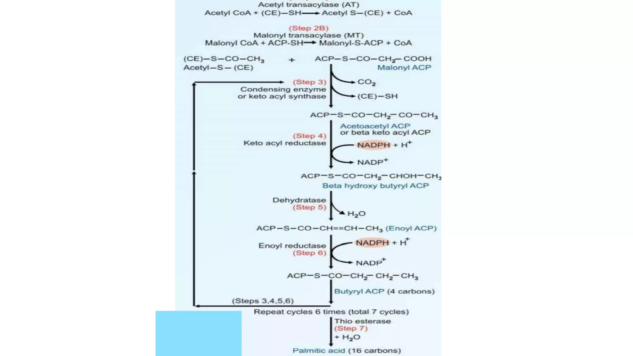 Denovo synthesis of fattyacids | PPTX
