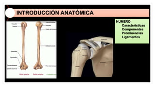 Densidades radiológicas de hombro humero y codo | PPTX