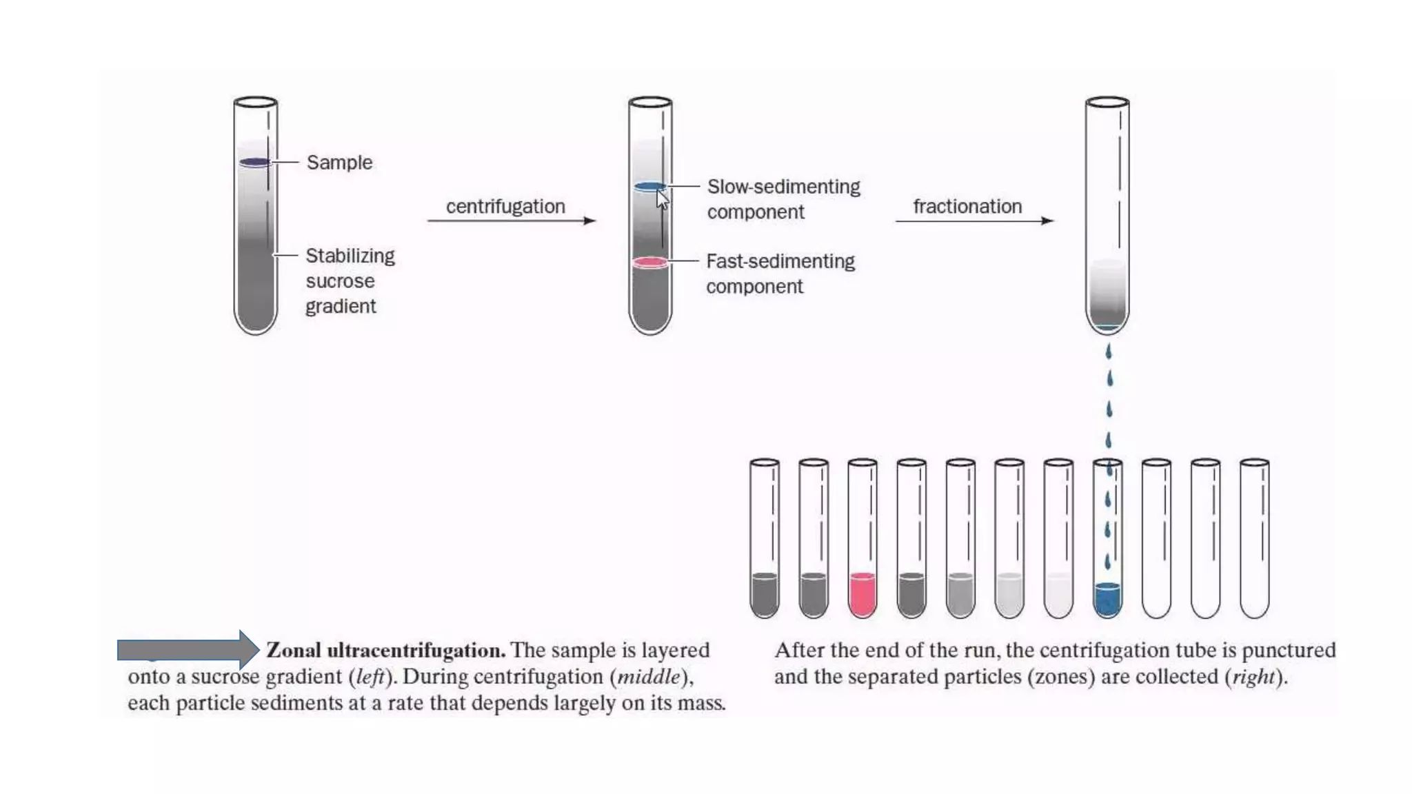 Density gradient centrifugation | PPTX