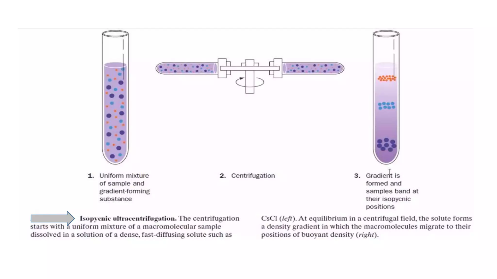 Density gradient centrifugation | PPTX