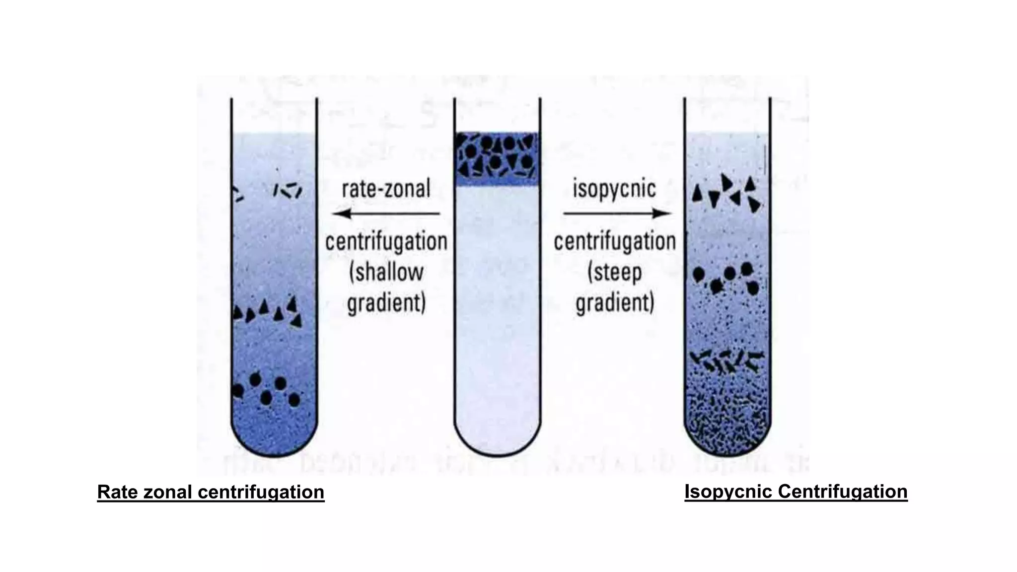 Density gradient centrifugation | PPTX