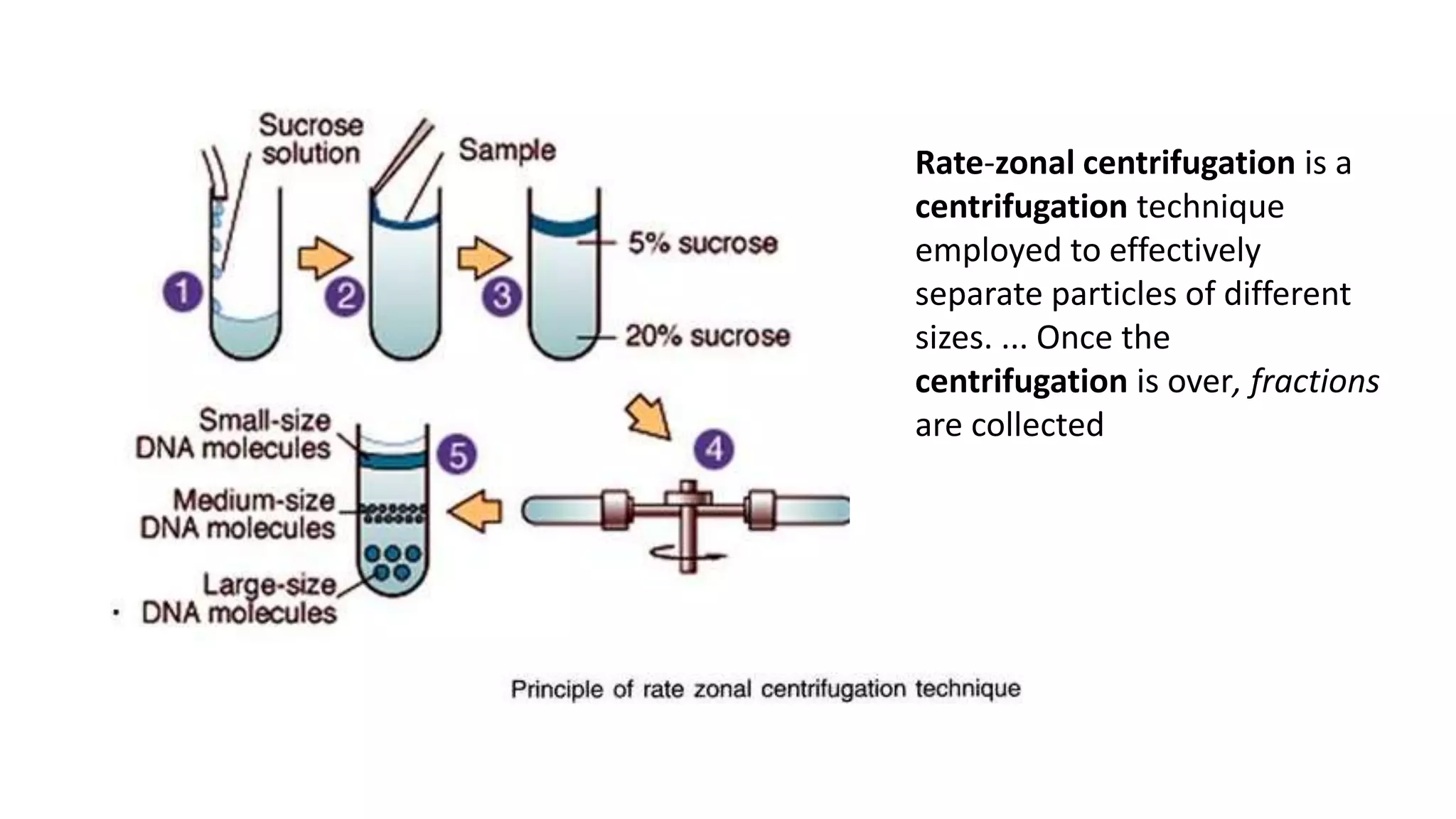 Density gradient centrifugation | PPTX
