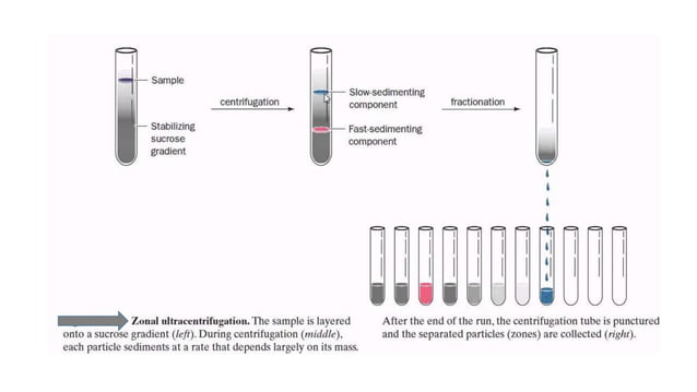 Density gradient centrifugation | PPTX | Chemistry | Science