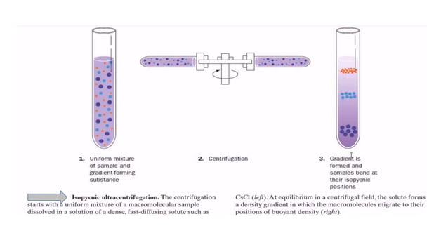 Density gradient centrifugation | PPTX | Chemistry | Science