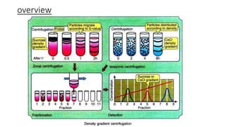 Density gradient centrifugation | PPTX