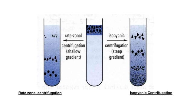 Density Gradient Centrifugation Pptx Chemistry Science