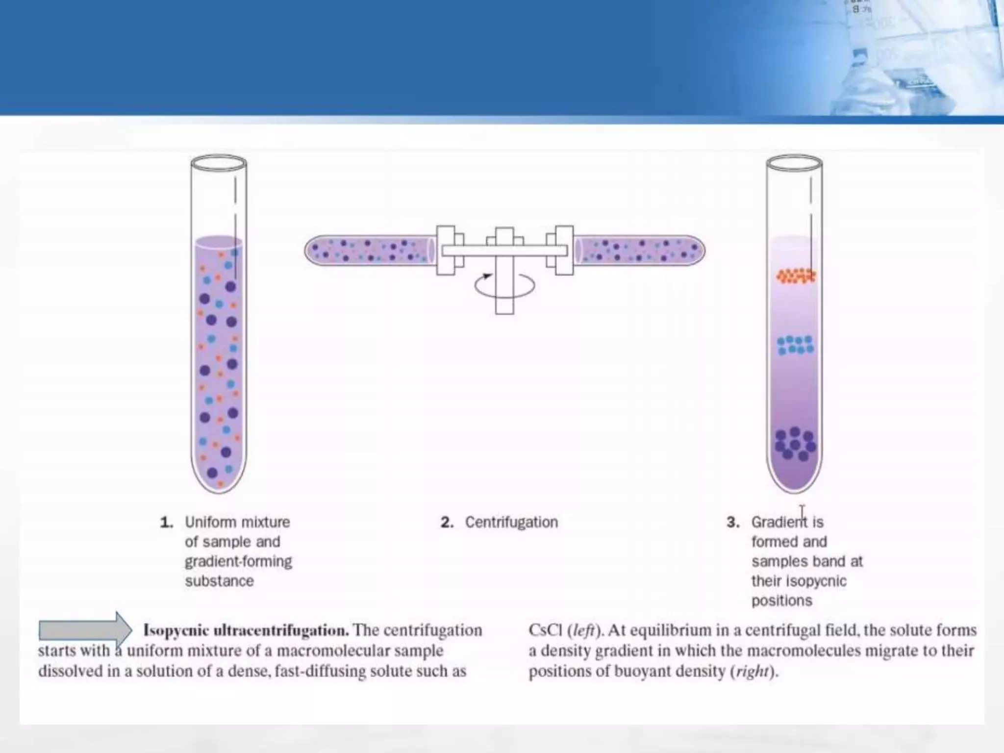 Density gradient centrifugation | PPTX