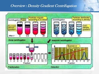 Density gradient centrifugation | PPTX