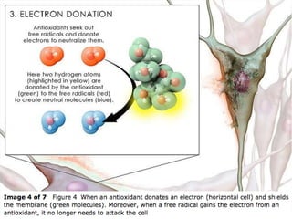 Dental Oxidative Stress & Protandim Presentation | PPT