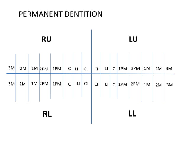 estimating age by dentition forensic medicine | PPTX