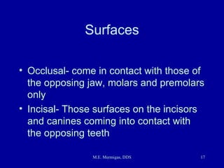 Dental Anatomy | PPT