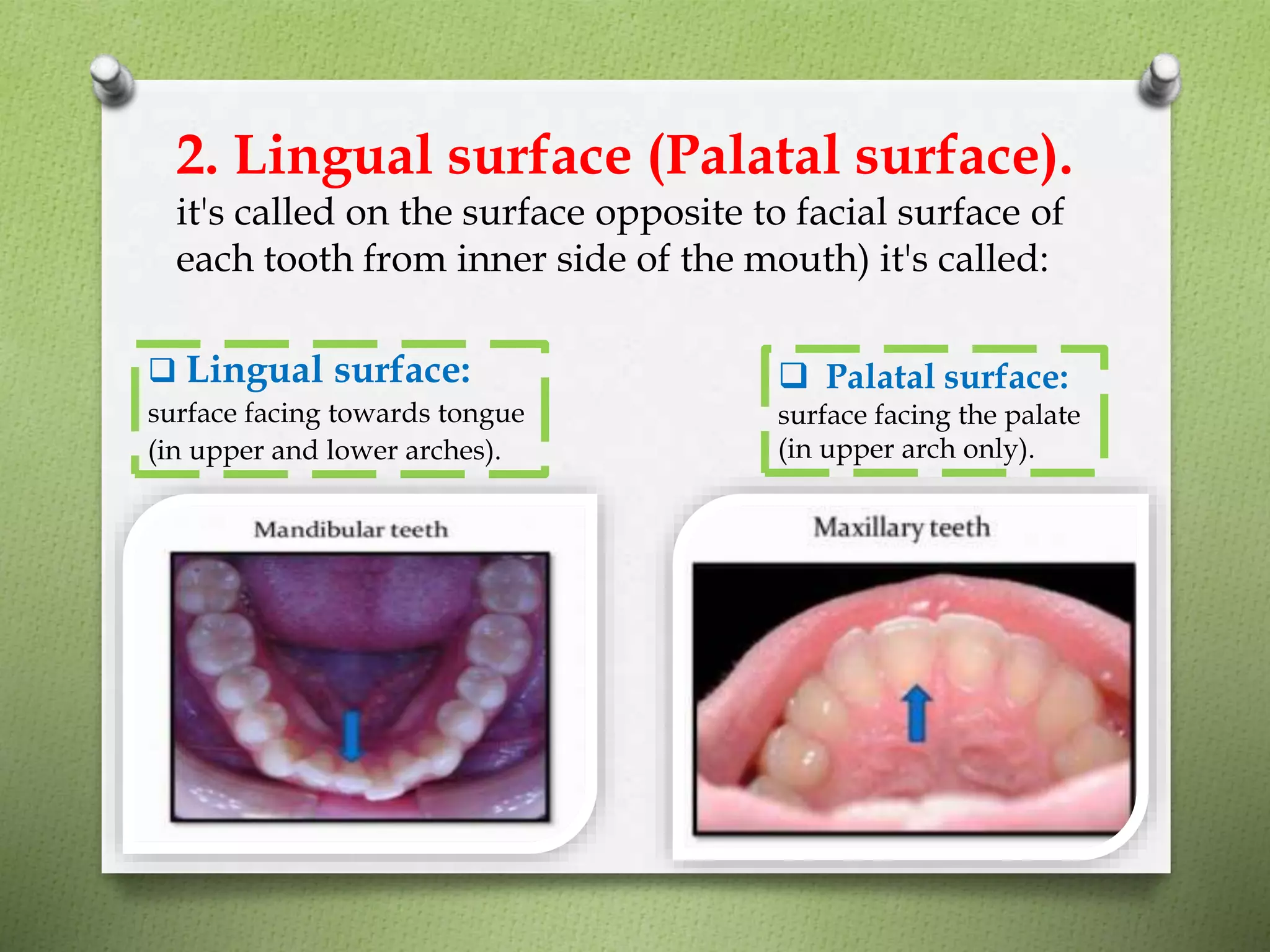 Dental ِِِAnatomy | PPTX