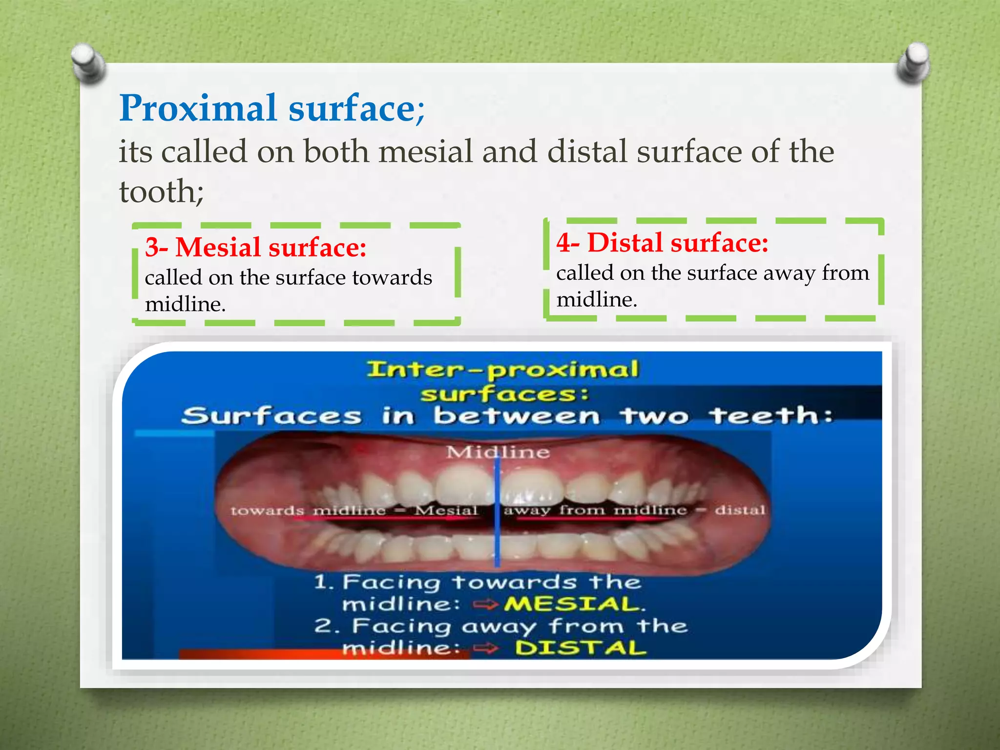 Dental ِِِAnatomy | PPTX