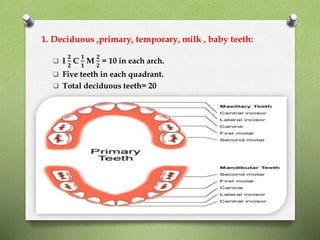 Dental ِِِAnatomy | PPTX