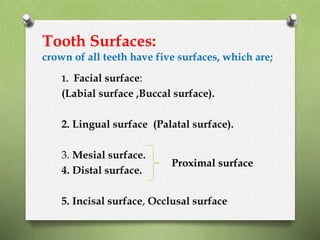 Dental ِِِAnatomy | PPTX