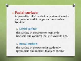 Dental ِِِAnatomy | PPTX