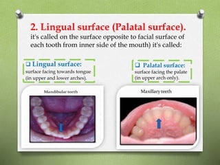 Dental ِِِAnatomy | PPTX