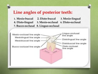 Dental ِِِAnatomy | PPTX
