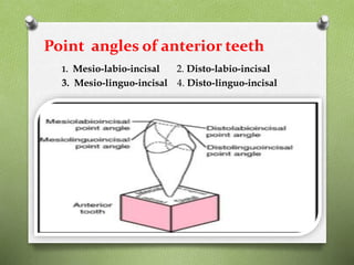 Dental ِِِAnatomy | PPTX