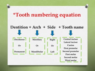 Dental ِِِAnatomy | PPTX