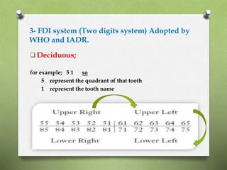 Dental ِِِAnatomy | PPTX